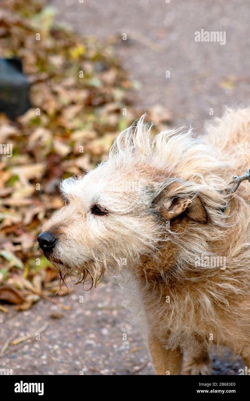 Happy scruffy dog hi-res stock photography and images - Alamy