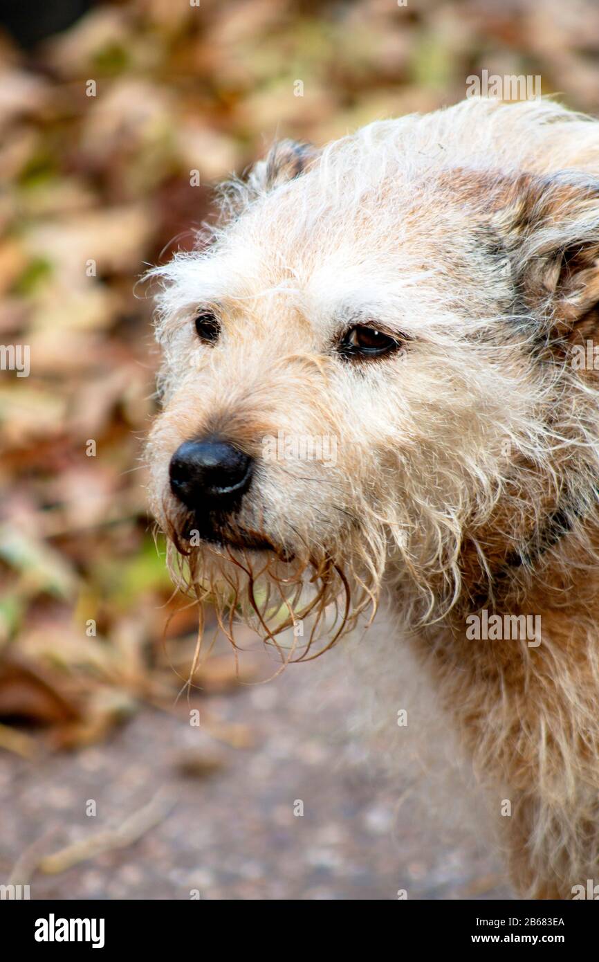 Happy Scruffy Dog High Resolution Stock Photography and Images - Alamy