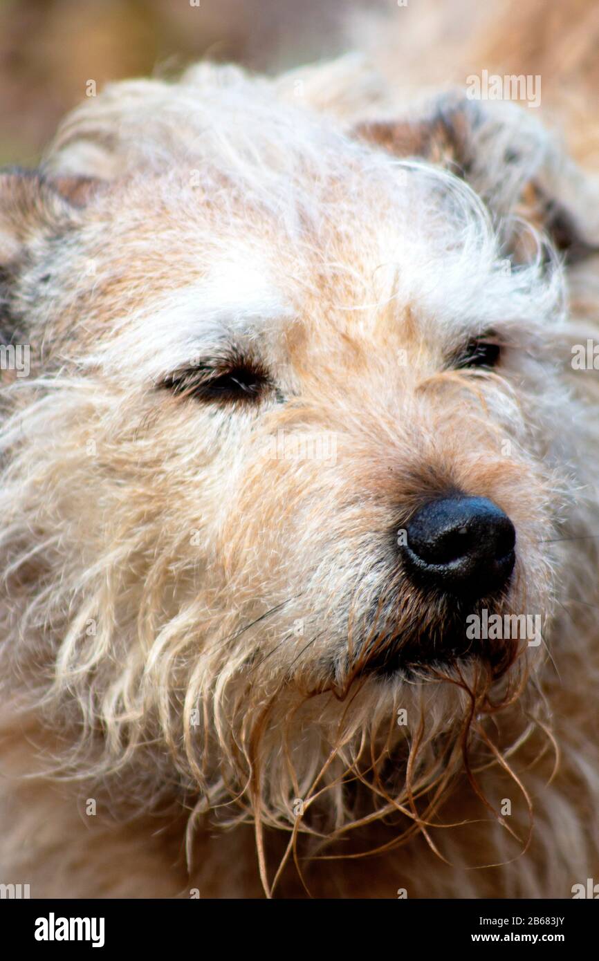 Happy Scruffy Dog High Resolution Stock Photography and Images - Alamy