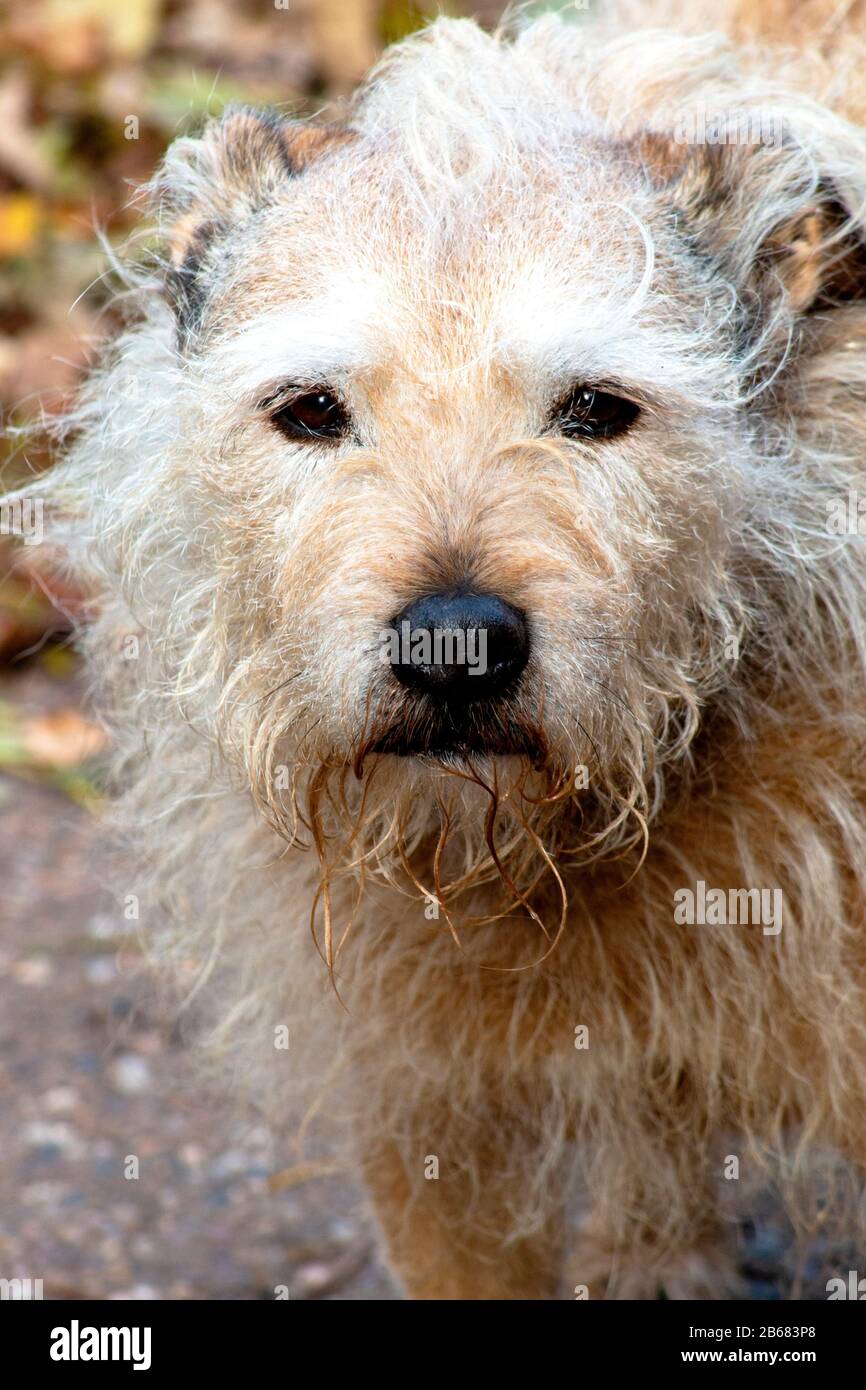 Happy scruffy dog hi-res stock photography and images - Alamy