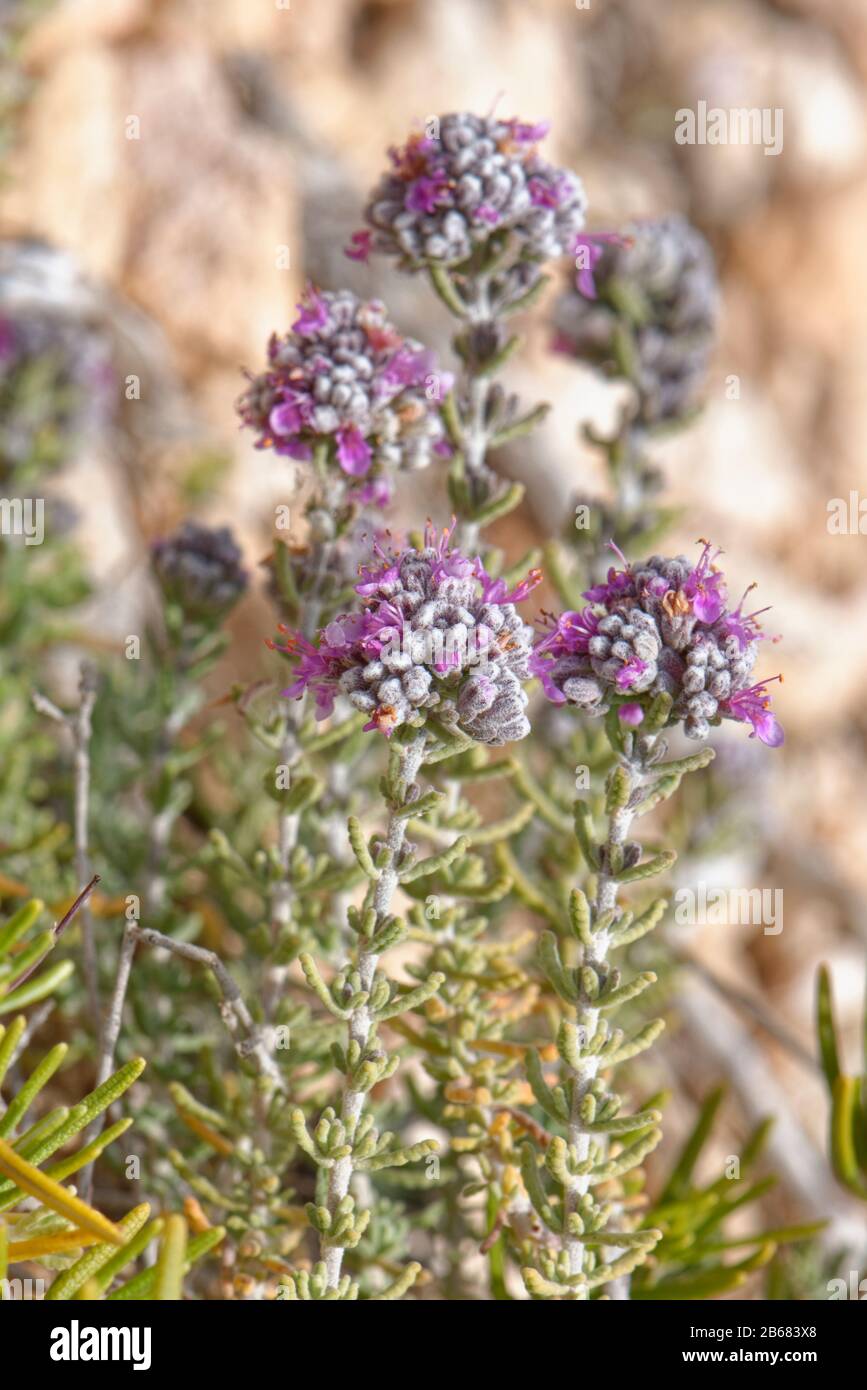Cat-thyme germander (Teucrium capitatum) clump flowering on limestone ...