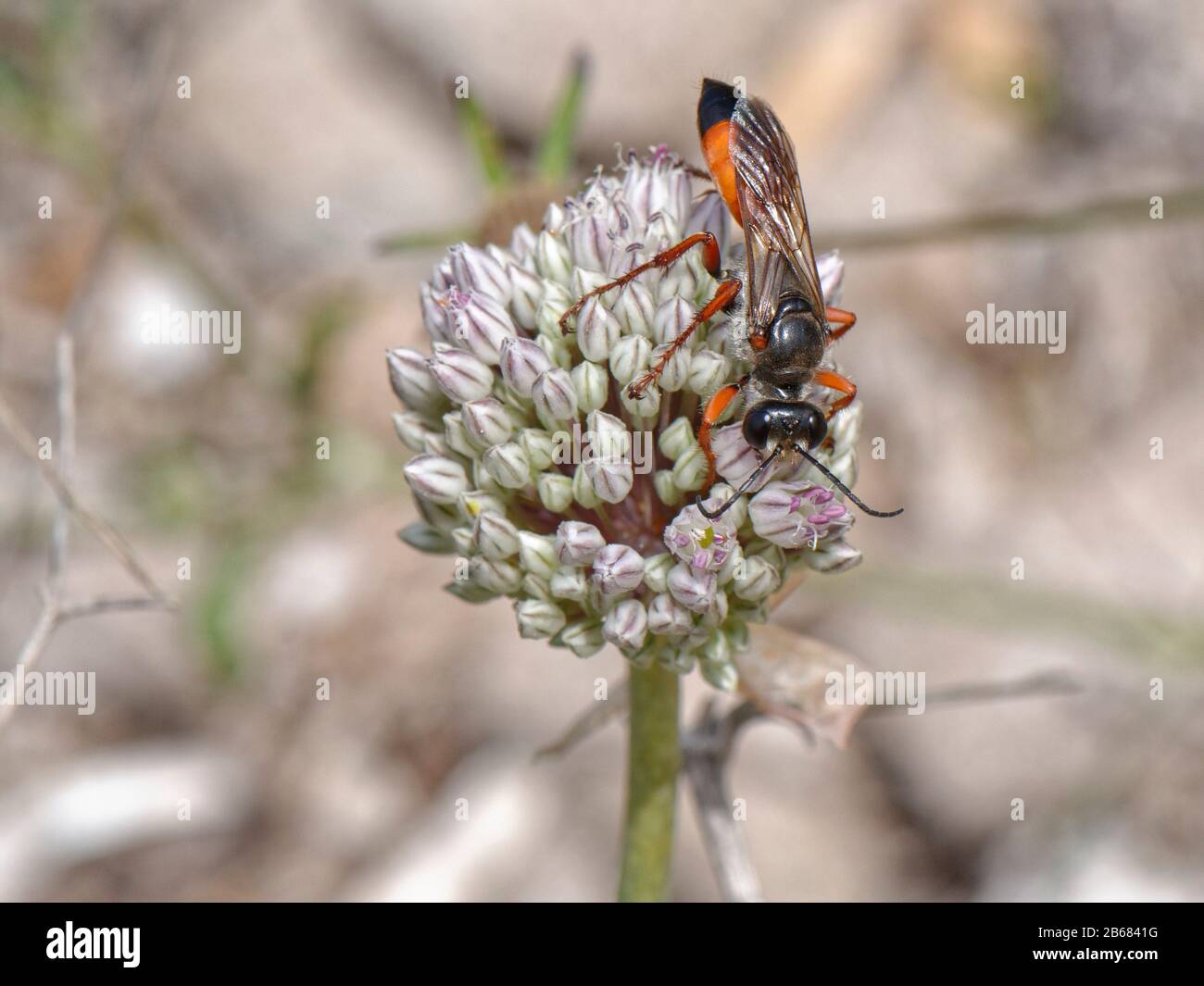 Spanish wasp hi-res stock photography and images - Alamy
