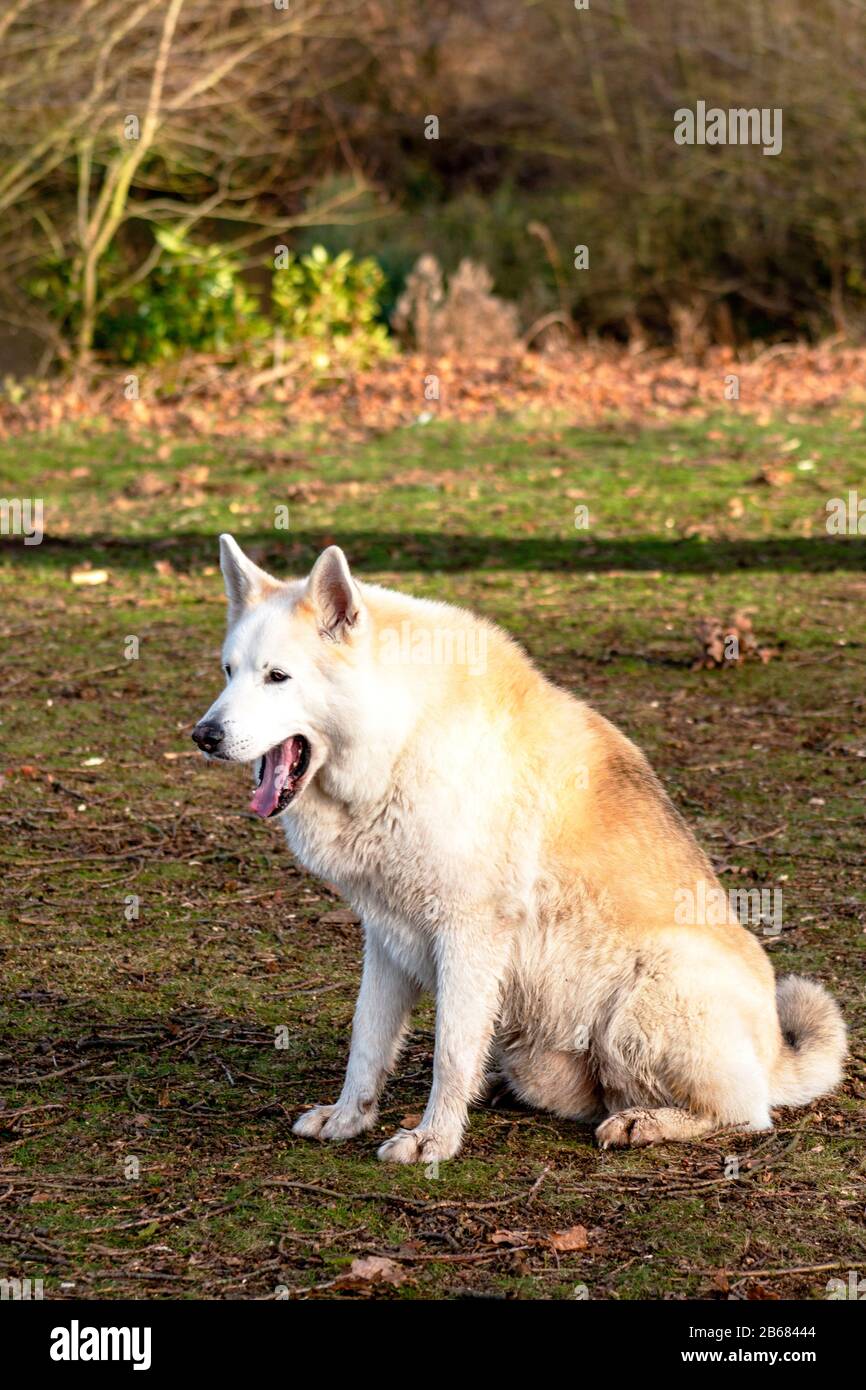 Dog outdoors sitting, strolling, playing, friendly, and alert. Active ...