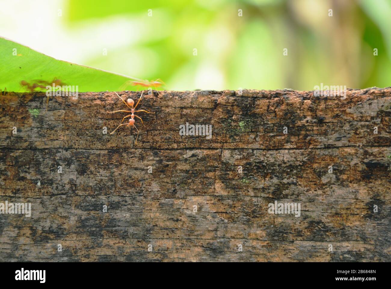Ant on fence hi-res stock photography and images - Alamy