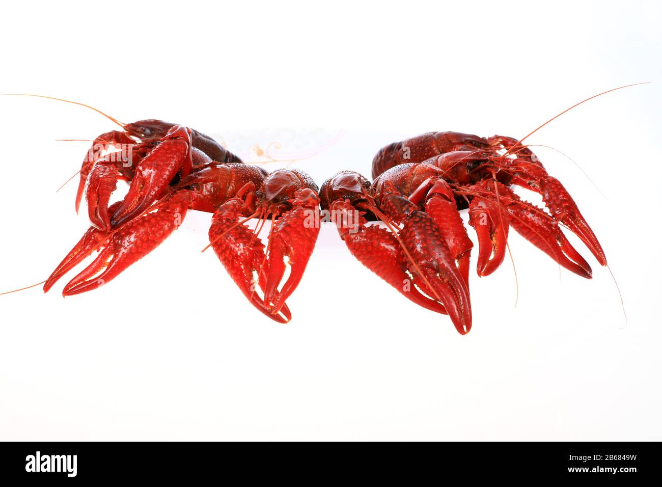 Crawfish, white background, close-up Stock Photo - Alamy