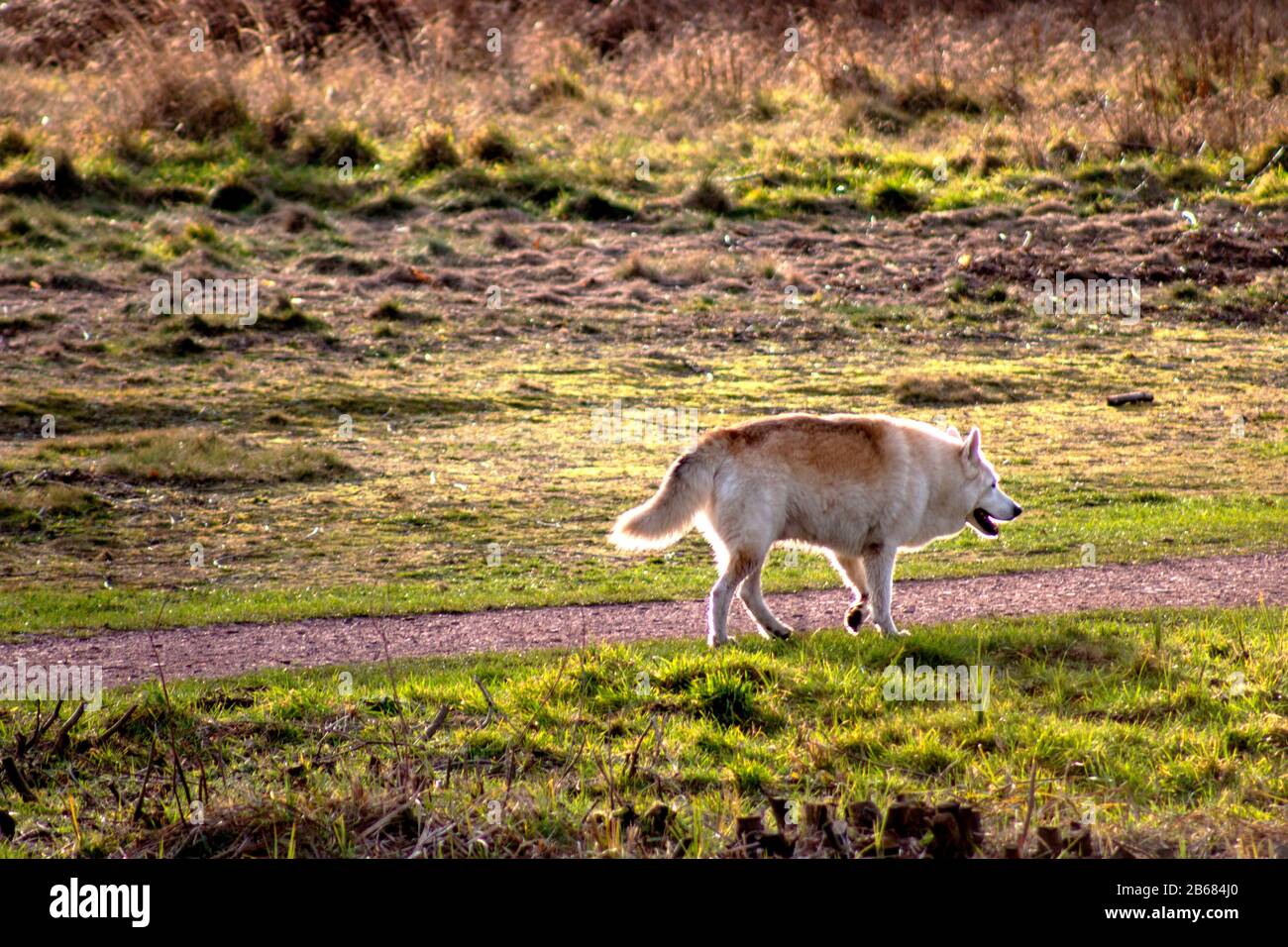 Dog outdoors running, playing, friendly, and alert. Active canine Stock ...