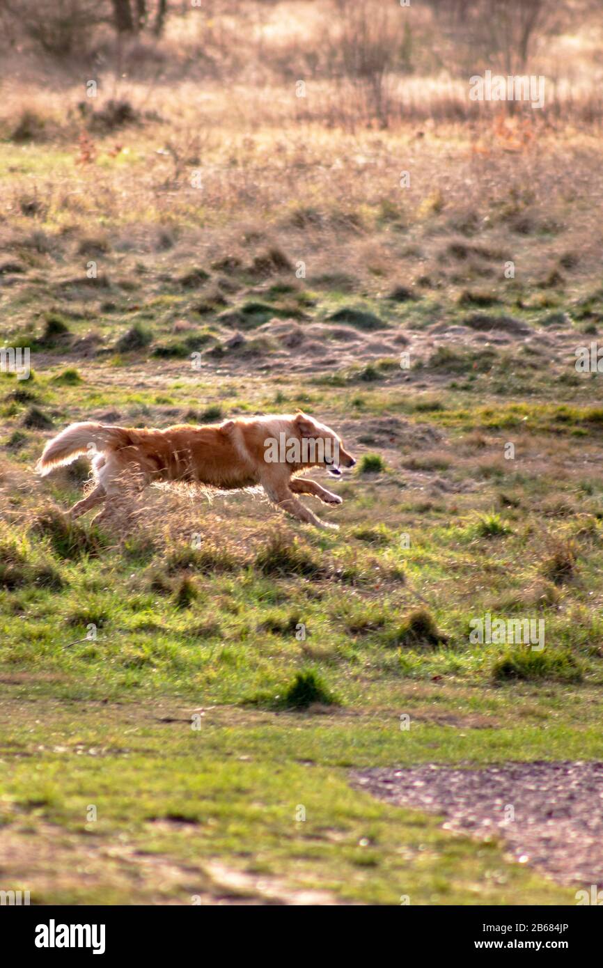 Dog outdoors running, playing, friendly, and alert. Active canine Stock ...