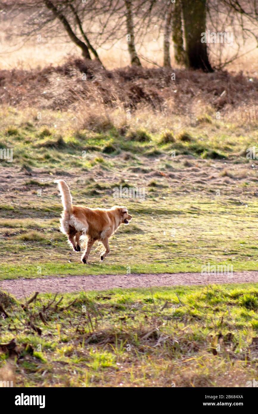 Dog outdoors running, playing, friendly, and alert. Active canine Stock ...