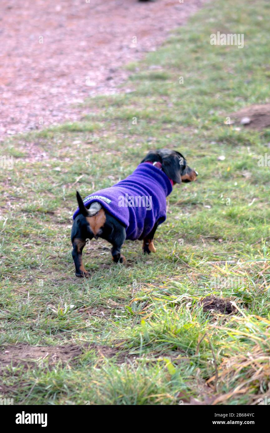 Dog outdoors running, playing, friendly, and alert. Active canine Stock ...