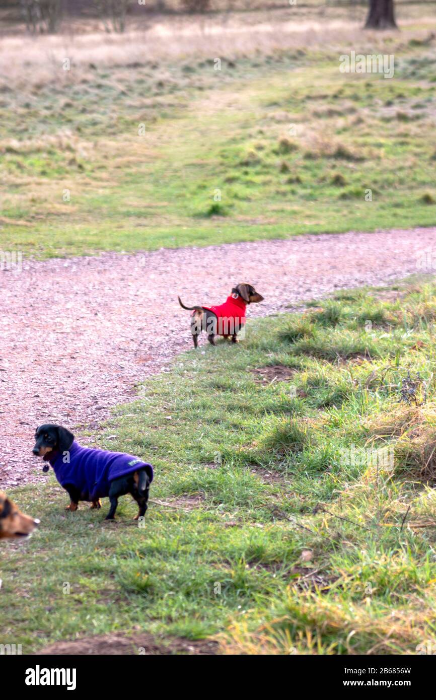 Dog outdoors running, playing, friendly, and alert. Active canine Stock ...