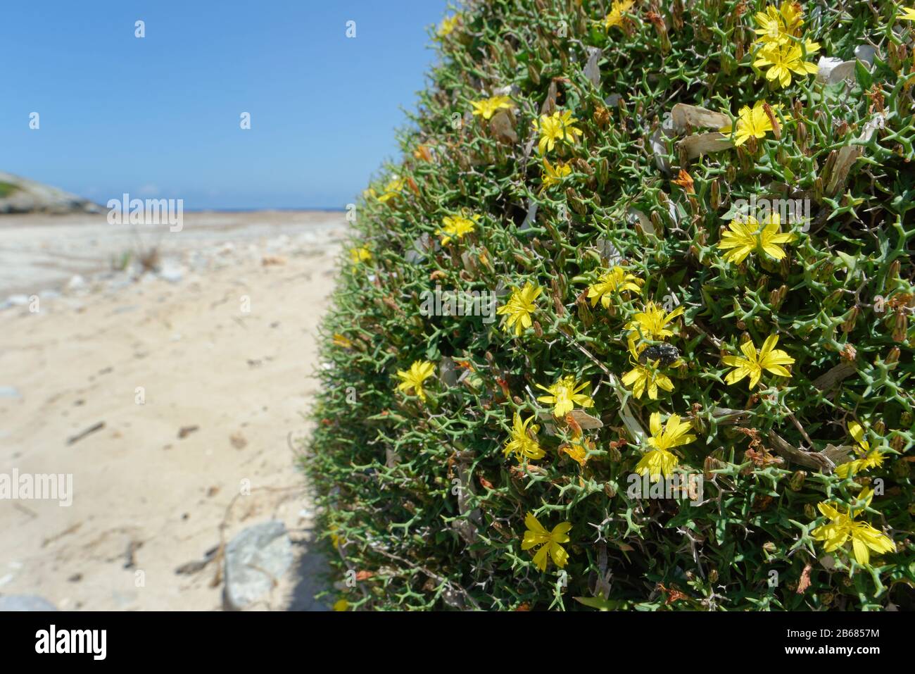 Yellow flowers menorca hi-res stock photography and images - Alamy