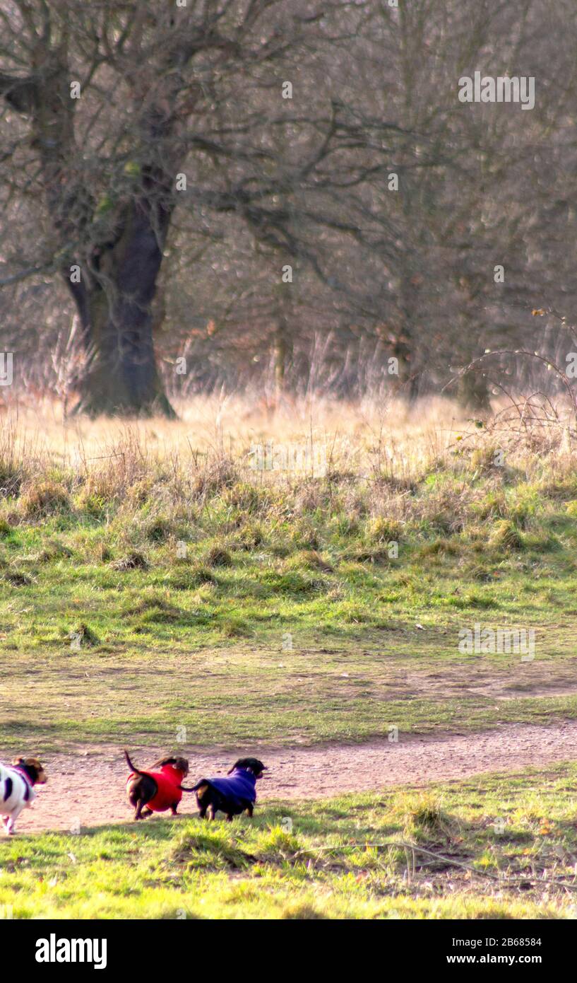 Dog outdoors running, playing, friendly, and alert. Active canine Stock ...