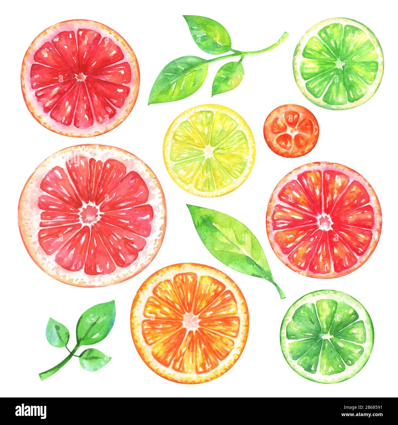 Hand painted citrus fruit set Stock Photo - Alamy