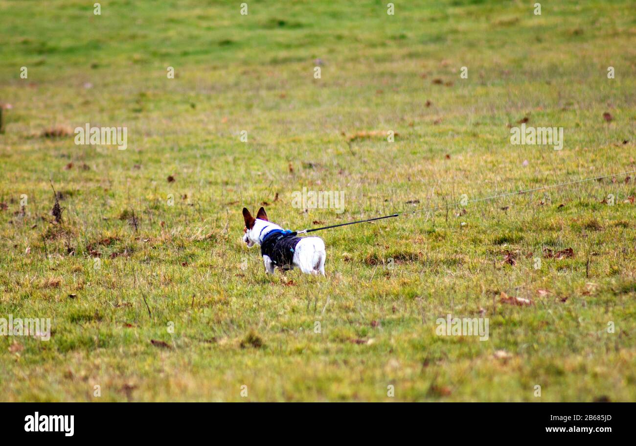 Dog outdoors running, playing, friendly, and alert. Active canine Stock ...
