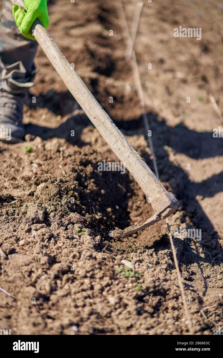 Man hoeing vegetable garden soil hi-res stock photography and images ...