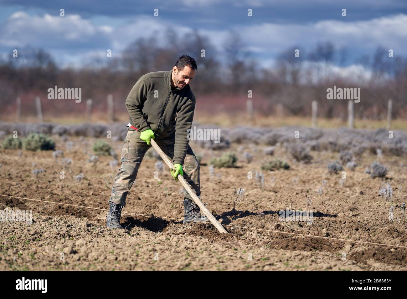 Farmer working on his lavender plantation Stock Photo - Alamy