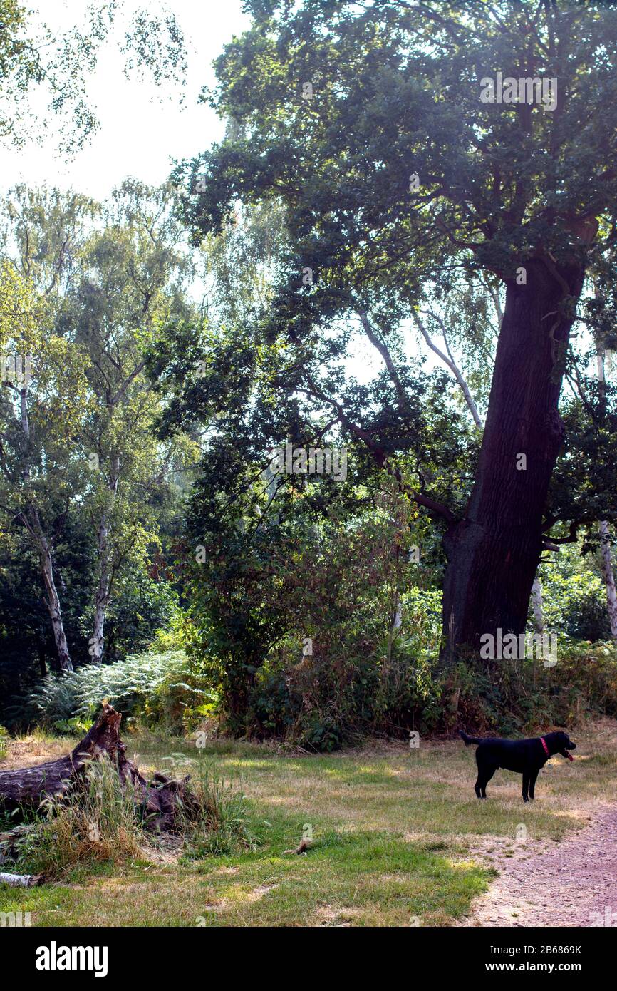 Dog outdoors running, playing, friendly, and alert. Active canine Stock ...
