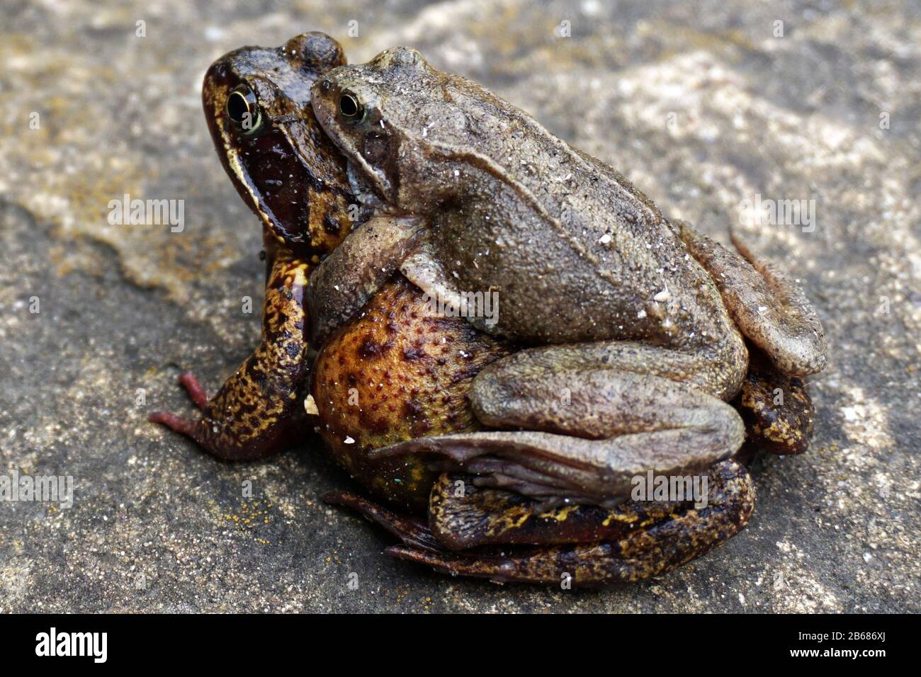 Common frog cuddle, mating Stock Photo - Alamy