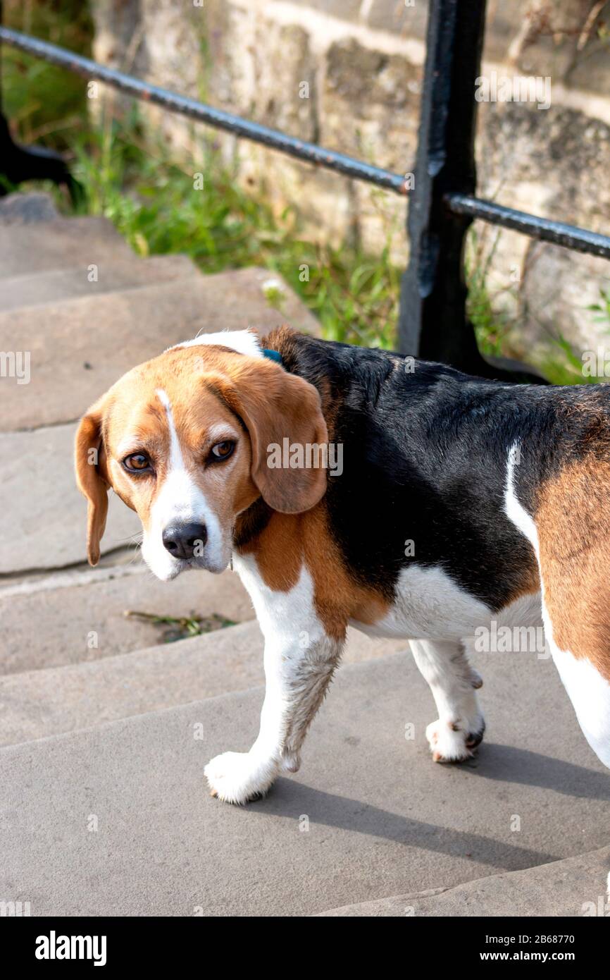 Dog outdoors looking away, playing, friendly, and alert. Active canine ...