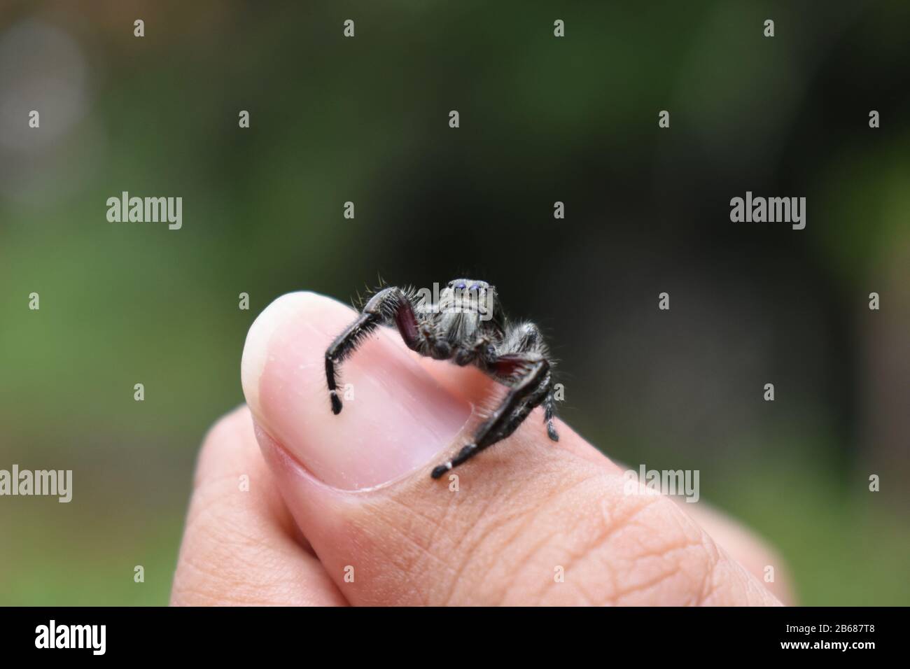 A jumping spider crawl on thumb. Surakarta, Indonesia Stock Photo - Alamy