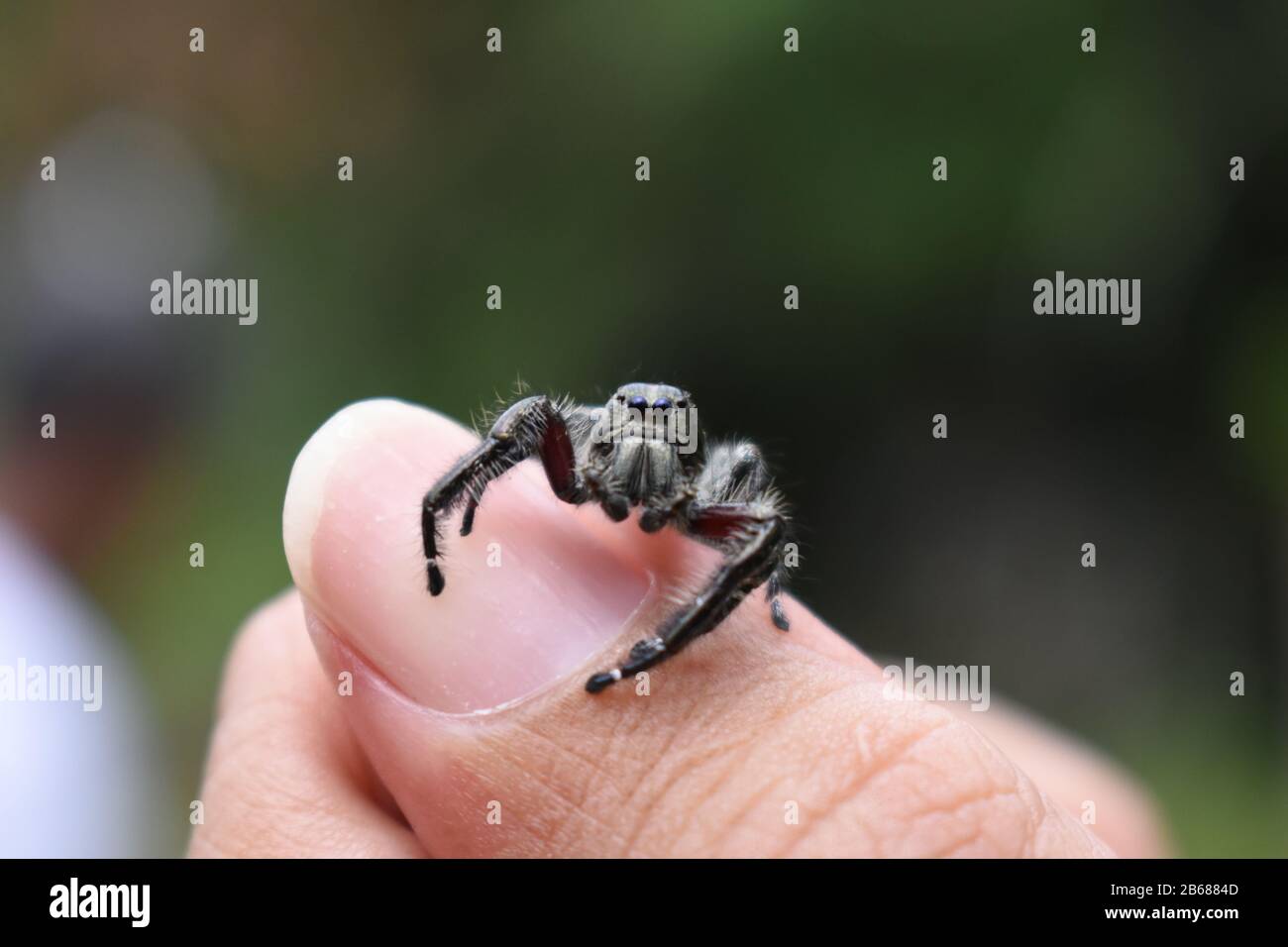 Spider jump on to hand hi-res stock photography and images - Alamy