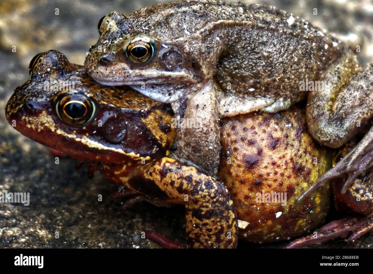 Common frog cuddle, mating Stock Photo - Alamy