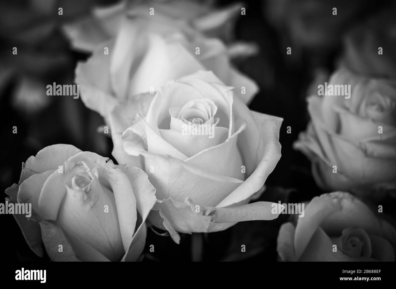 natural roses close up view Stock Photo - Alamy