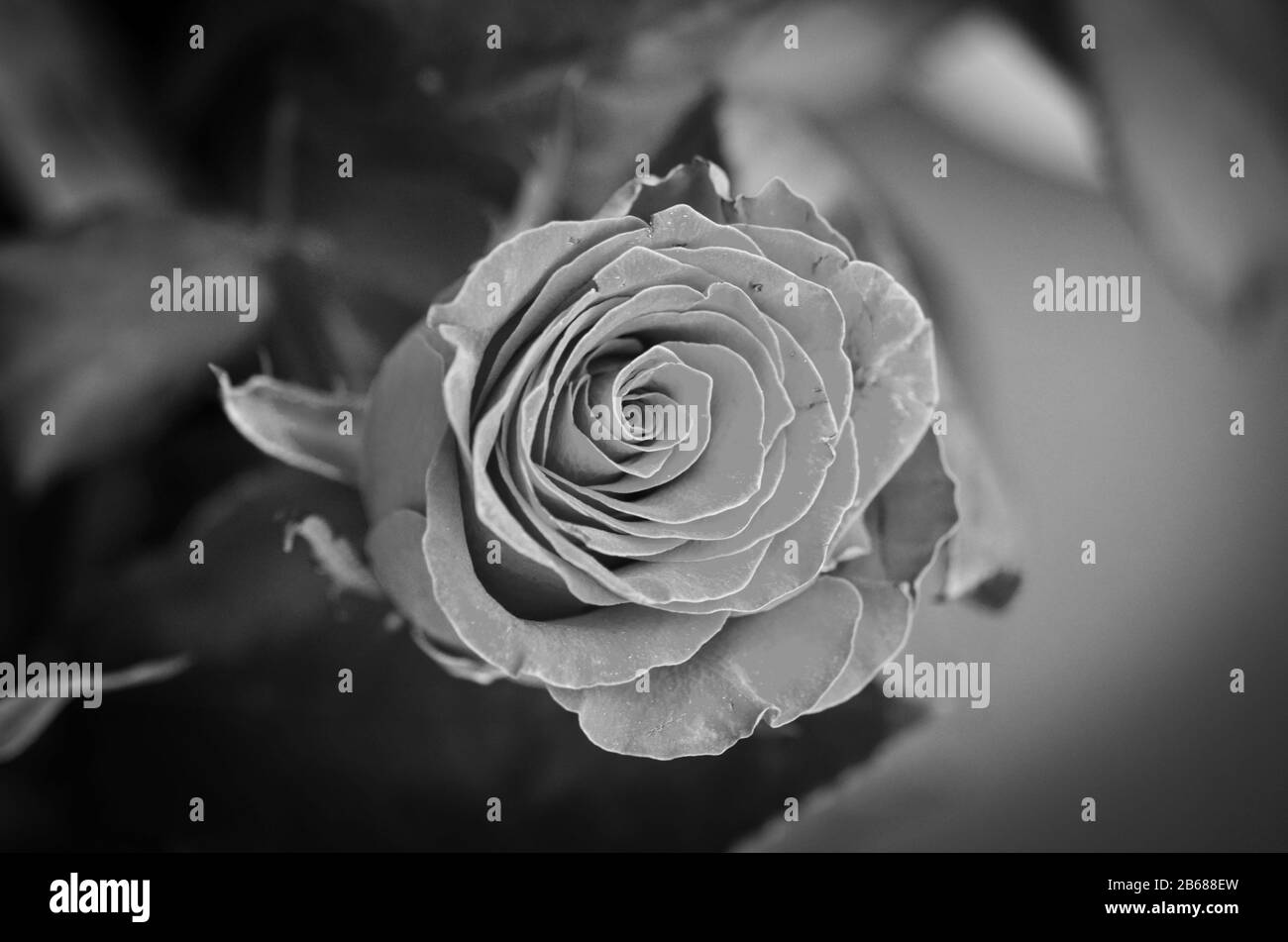 natural roses close up view Stock Photo - Alamy