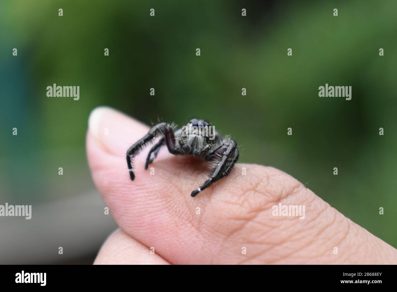 A jumping spider crawl on thumb. Surakarta, Indonesia Stock Photo - Alamy