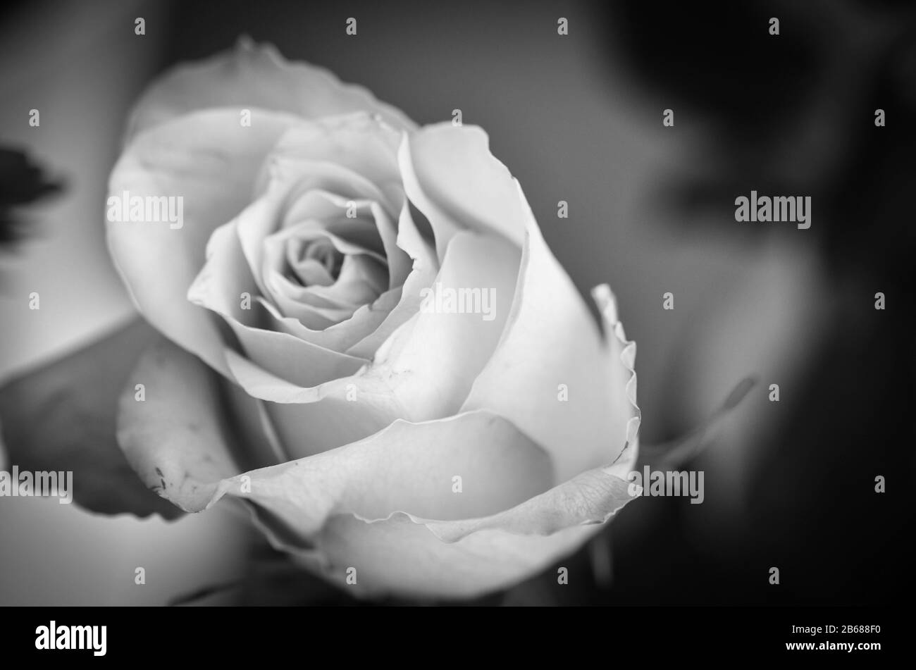 natural roses close up view Stock Photo - Alamy