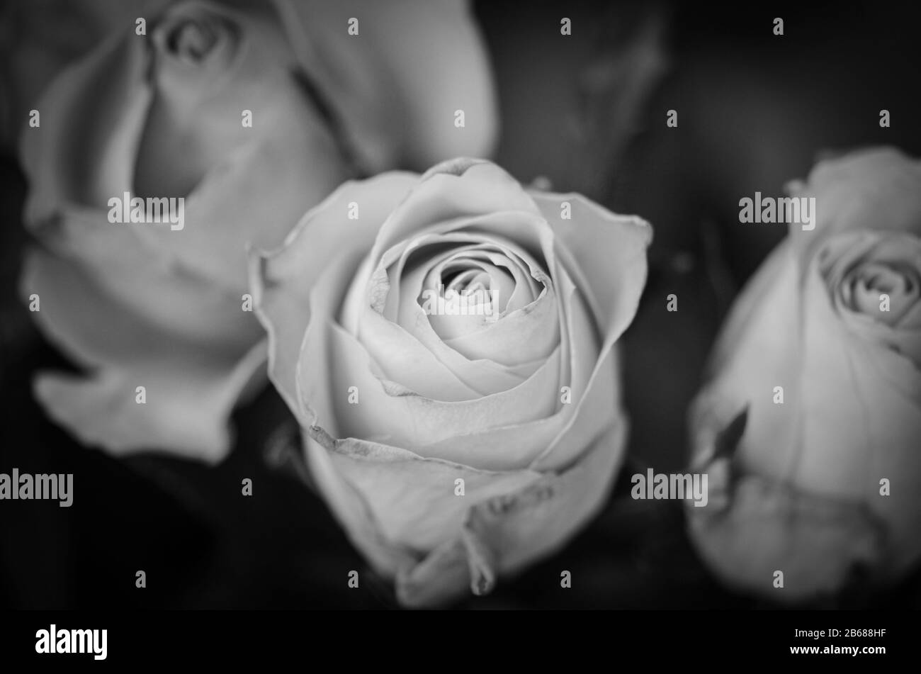 natural roses close up view Stock Photo - Alamy