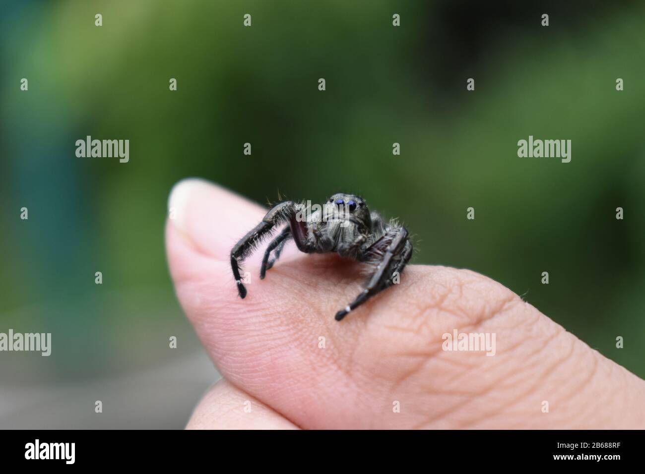 A jumping spider crawl on thumb. Surakarta, Indonesia Stock Photo - Alamy