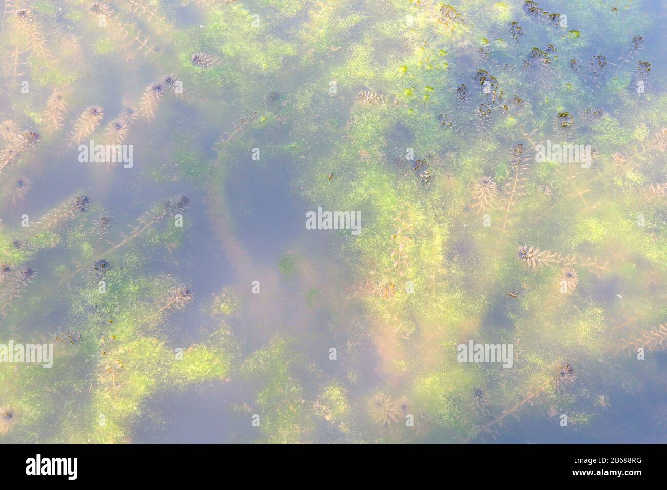 Algae in the water hi-res stock photography and images - Alamy