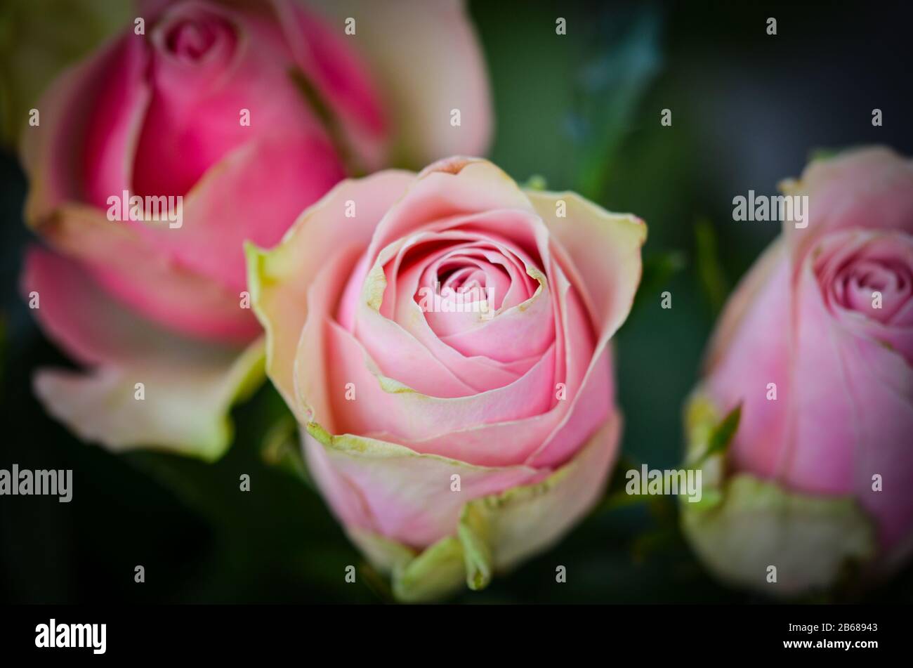 natural roses close up view Stock Photo - Alamy