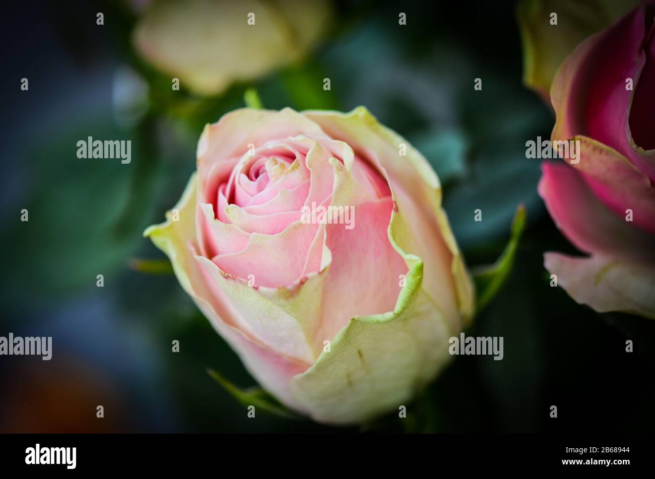 natural roses close up view Stock Photo - Alamy