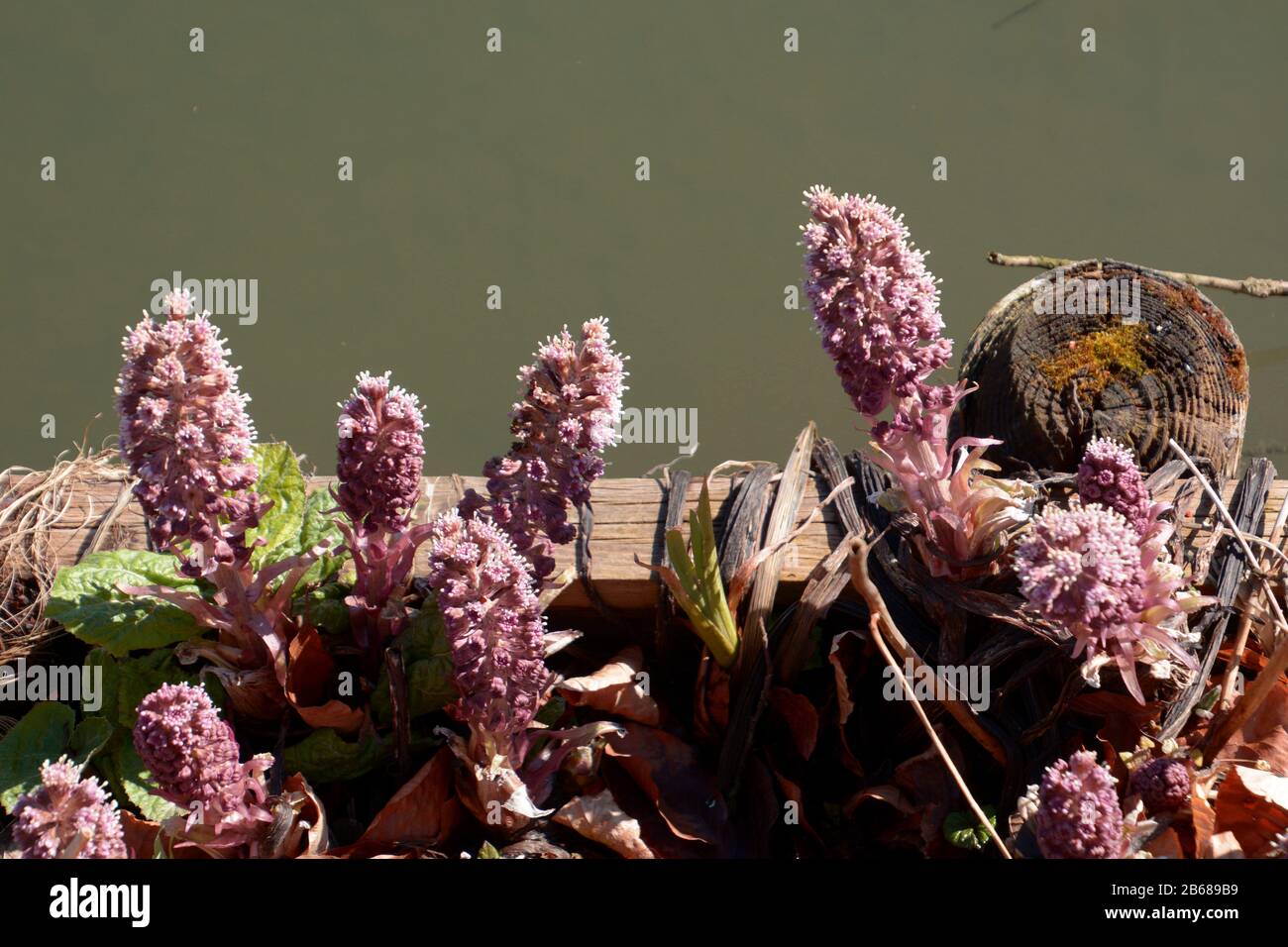 blooming purple butterbur plants close-up near the forest brook ...