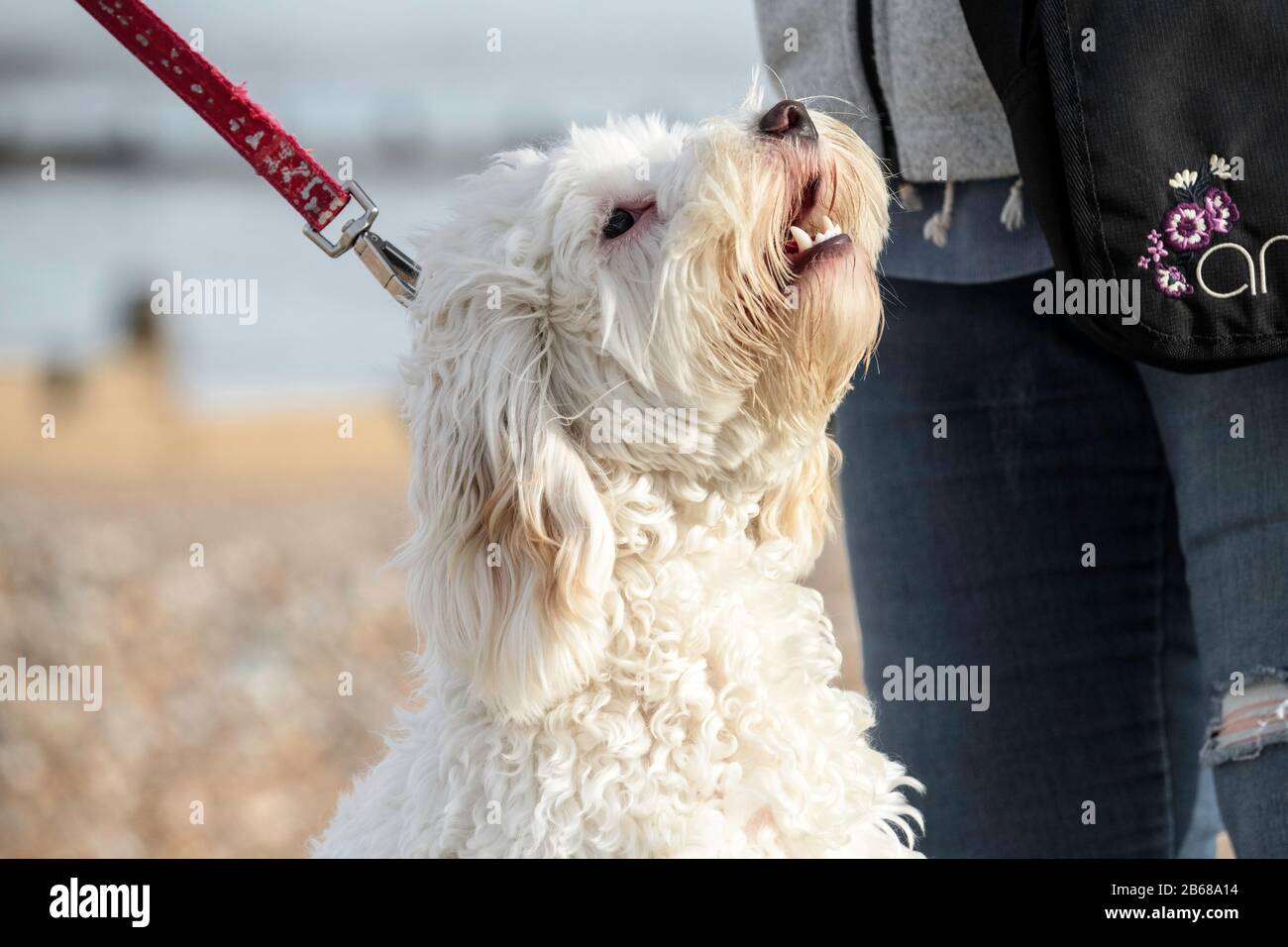 Girl with cockapoo dog hi-res stock photography and images - Alamy