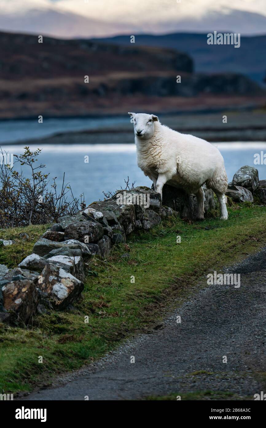 Sheep stood on a wall by a track, looking over a loch, Isle of Mull ...