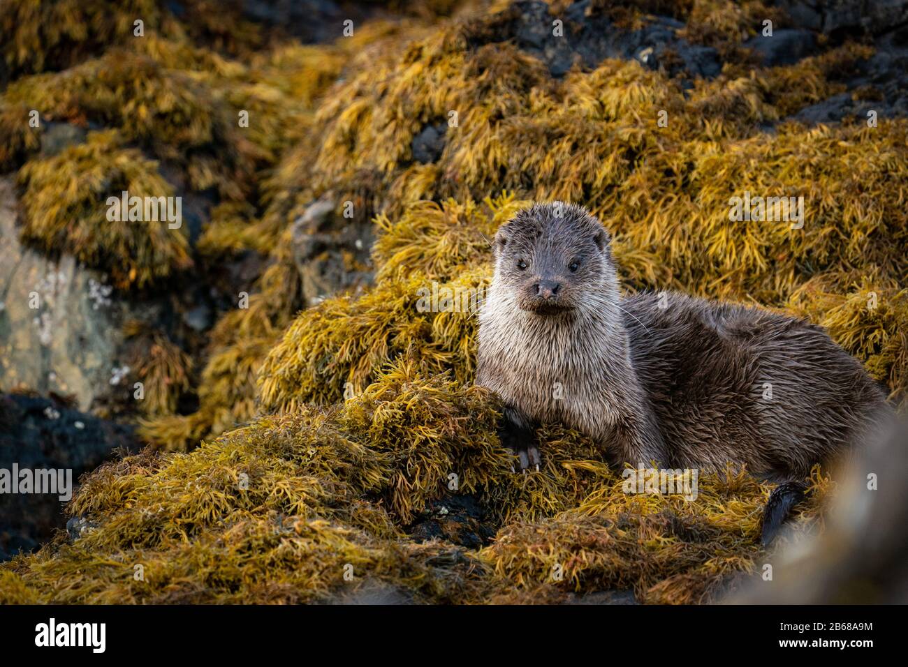 Uk otter close up hi-res stock photography and images - Alamy