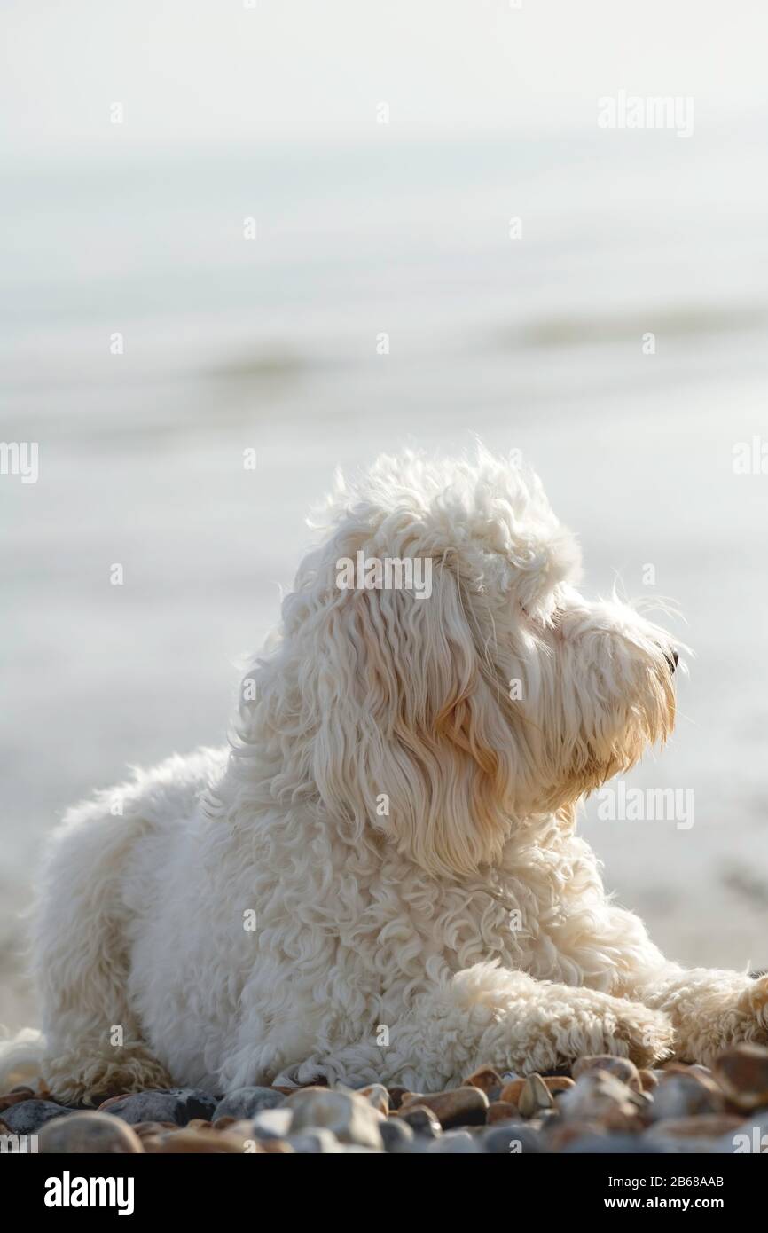 Girl with cockapoo dog hi-res stock photography and images - Alamy