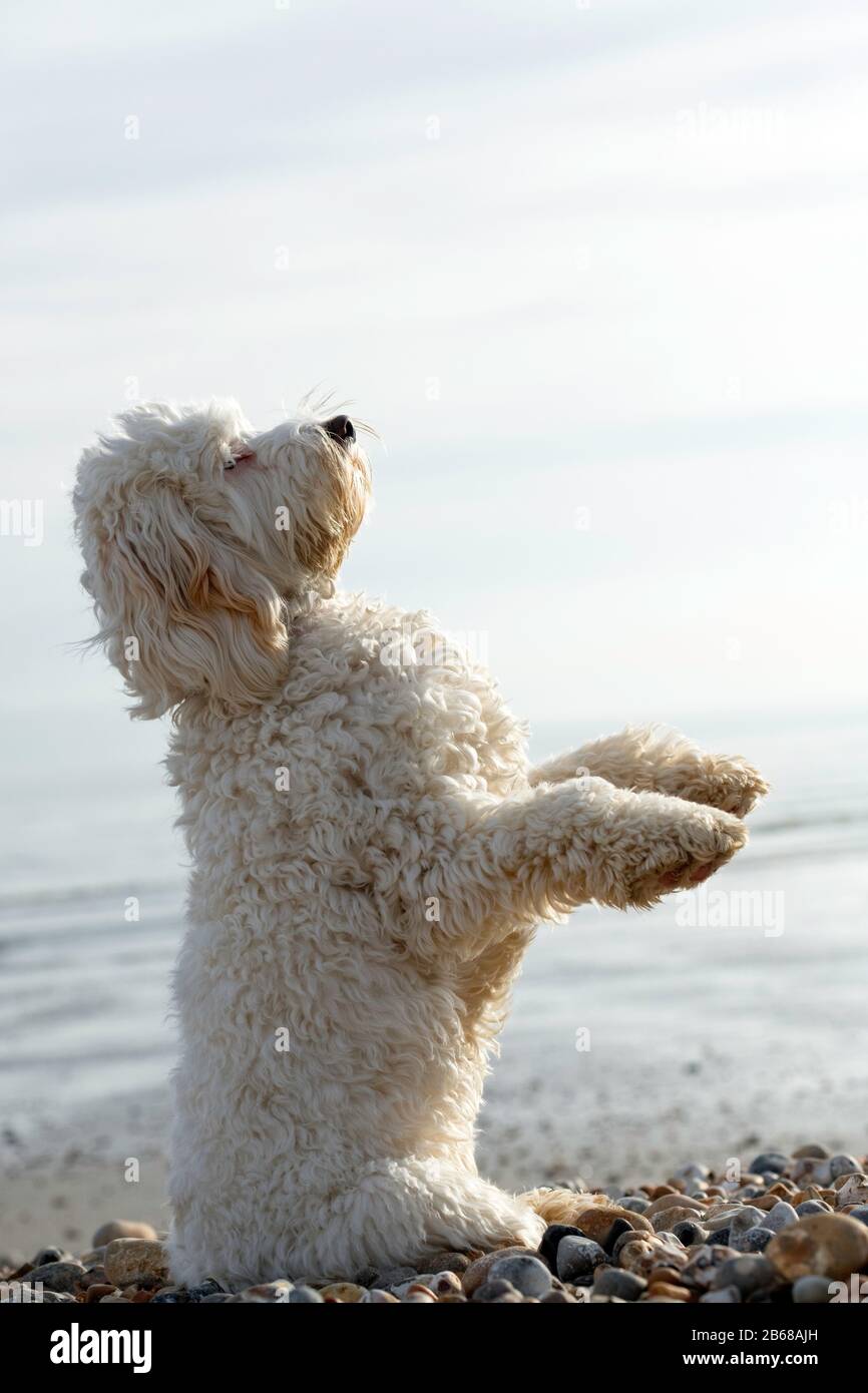 Sweet cockapoo hi-res stock photography and images - Alamy
