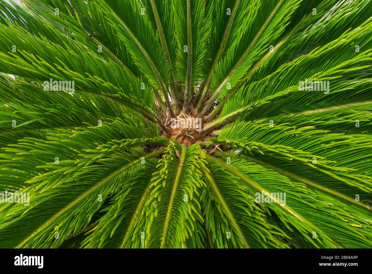 Palm tree sagu cica revoluta view from above with daylight outdoors ...