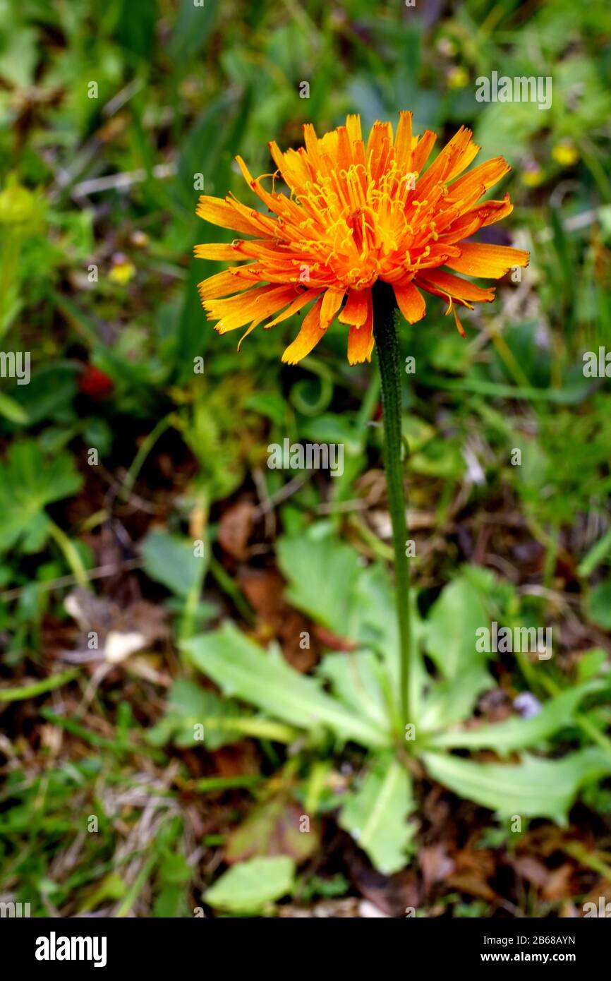 Gold- Pippau, Crepis aurea Stock Photo - Alamy