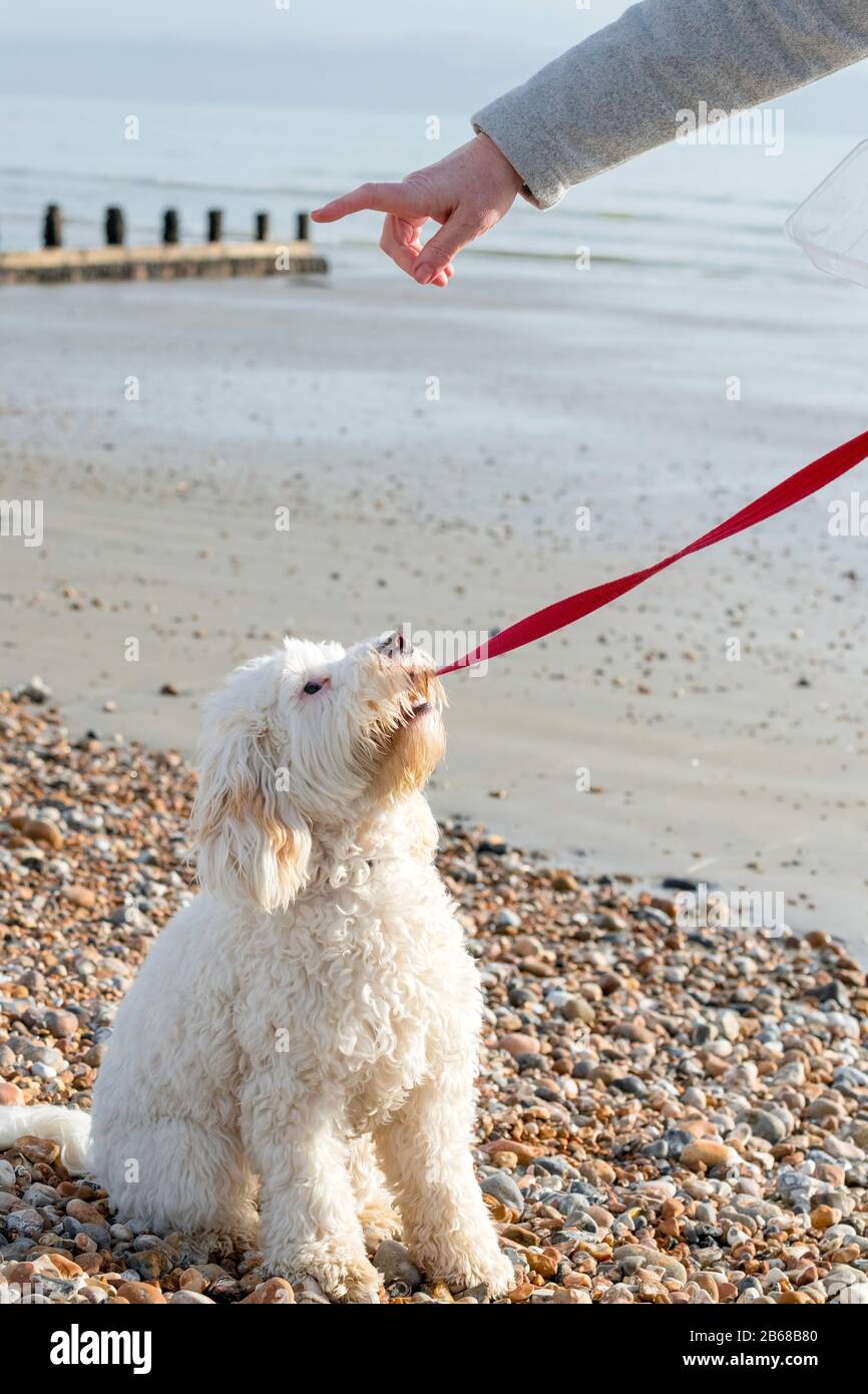 Cockapoos High Resolution Stock Photography and Images - Alamy