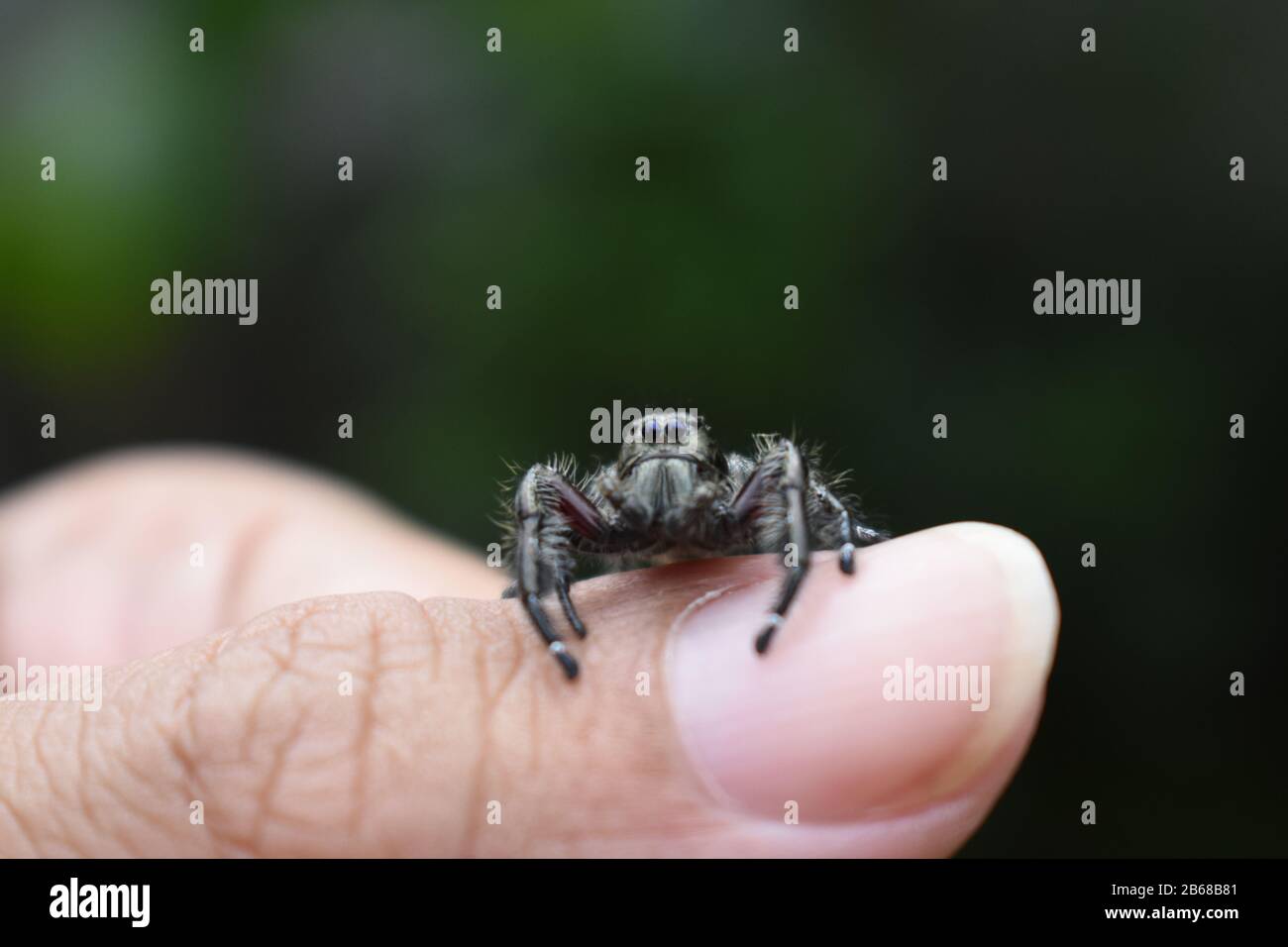 Spider crawl on finger hi-res stock photography and images - Alamy