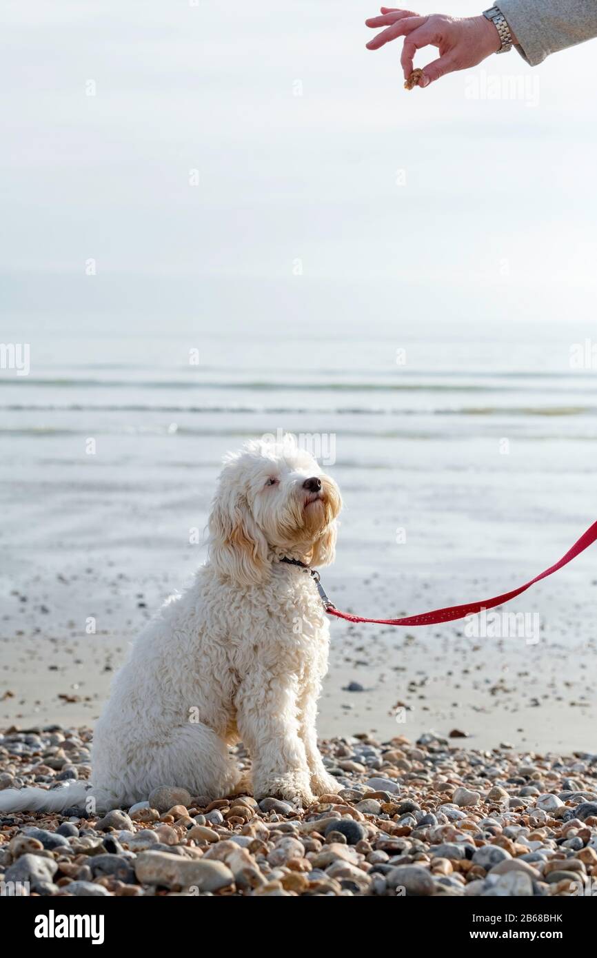 Cockapoo waiting for the food at the beach Stock Photo - Alamy