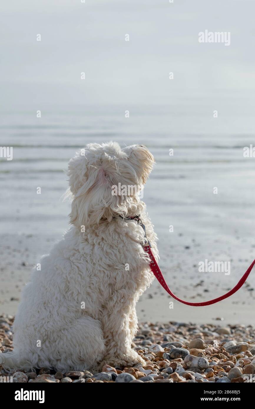 Cockapoos High Resolution Stock Photography and Images - Alamy