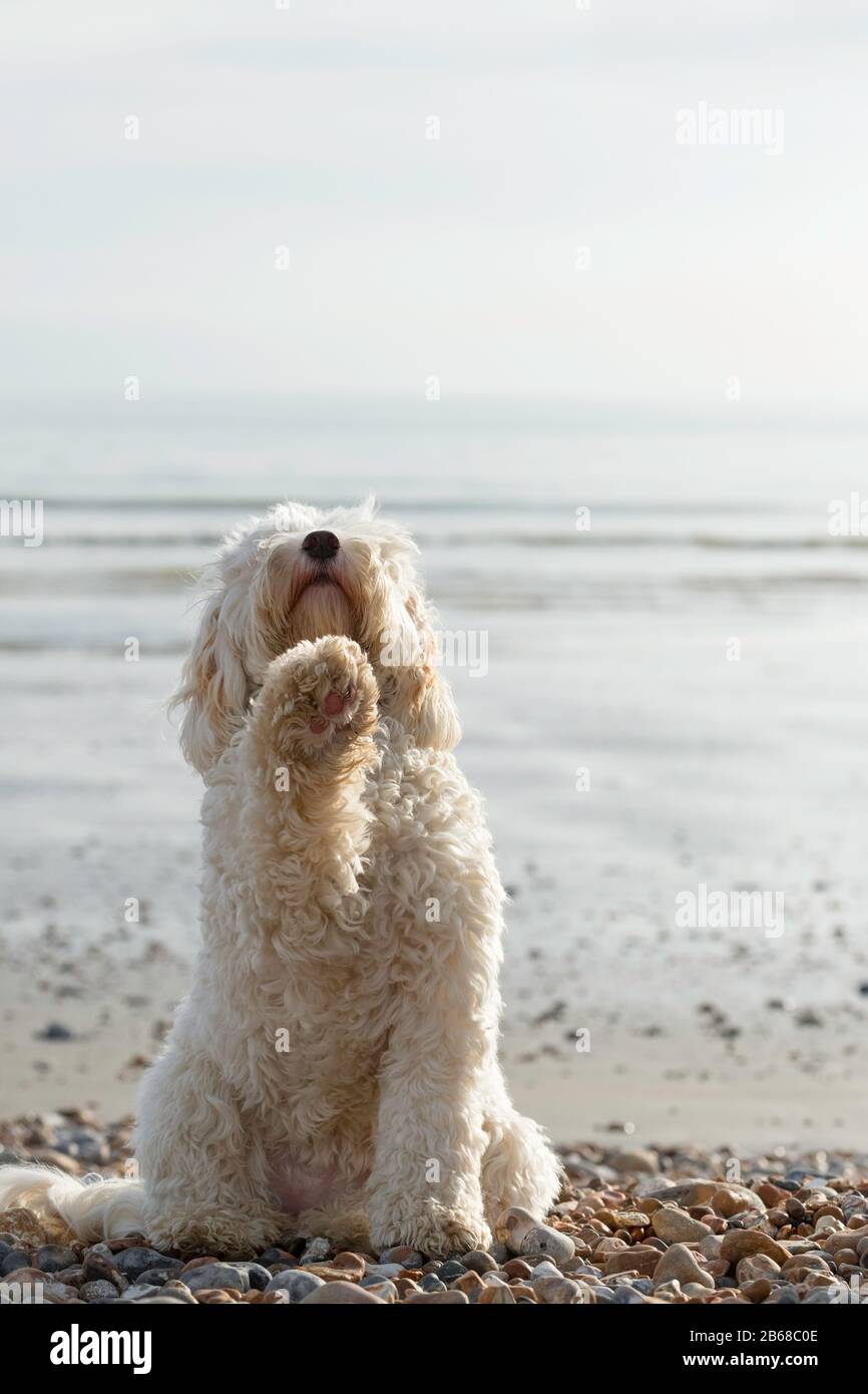 Cockapoos hi-res stock photography and images - Alamy