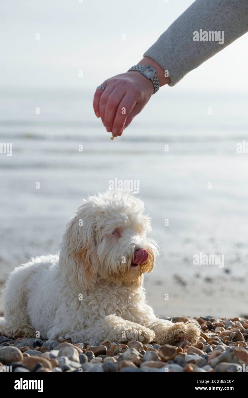 Cockapoos High Resolution Stock Photography and Images - Alamy
