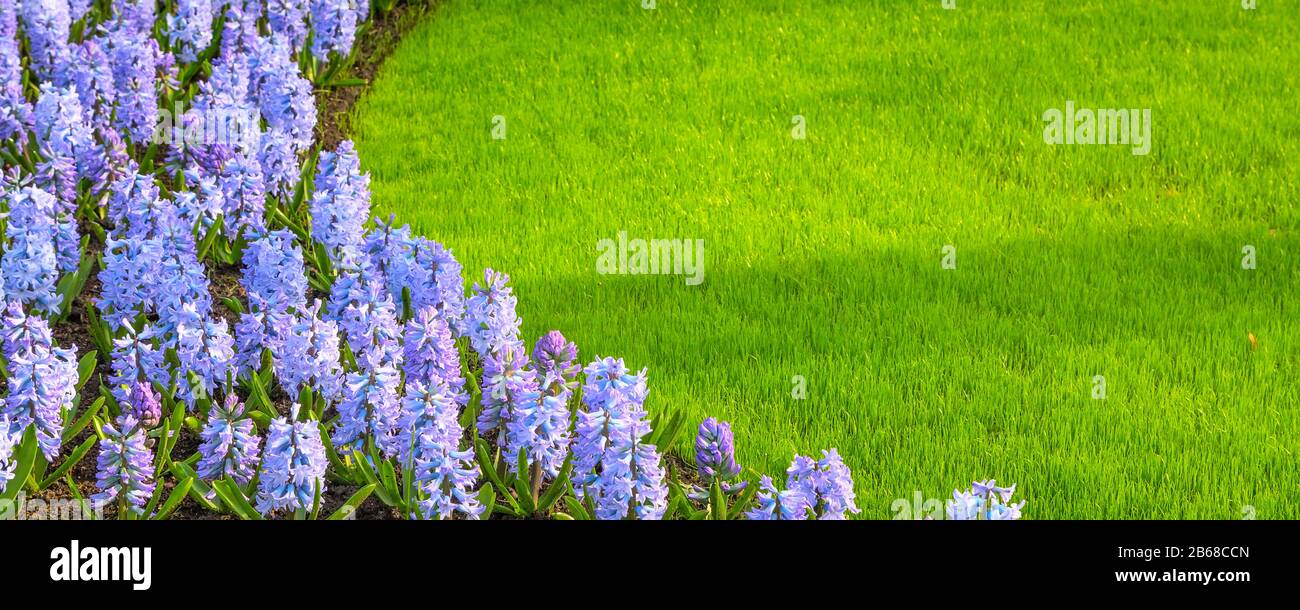purple, lilac hyacinth flowers blossom and green grass panoramic banner ...